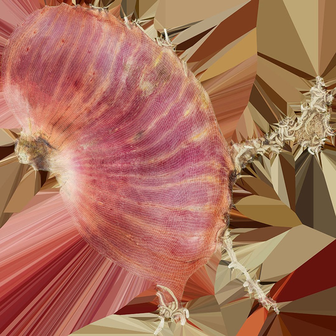 3D Model Shallot Collection - TurboSquid 2210905