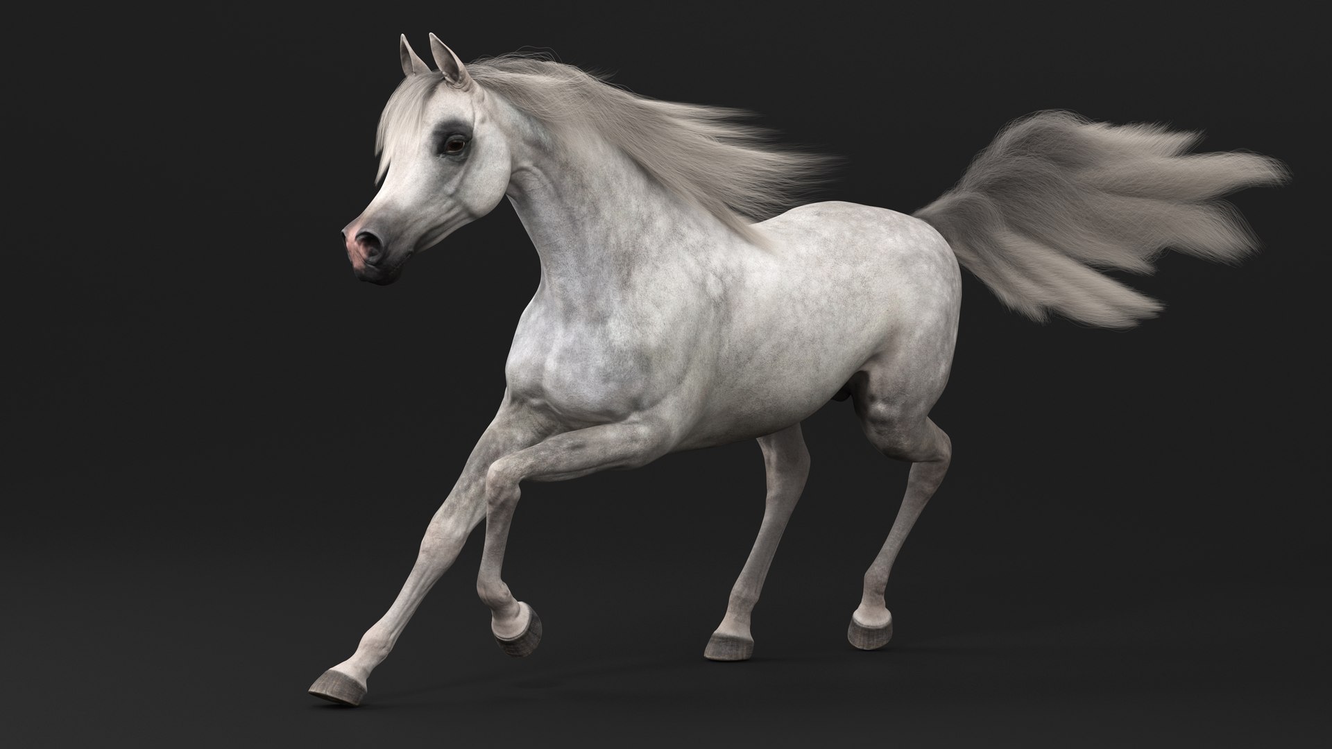 Galloping Arabian Horse Gray Dappled Fur 3D - TurboSquid 2180064