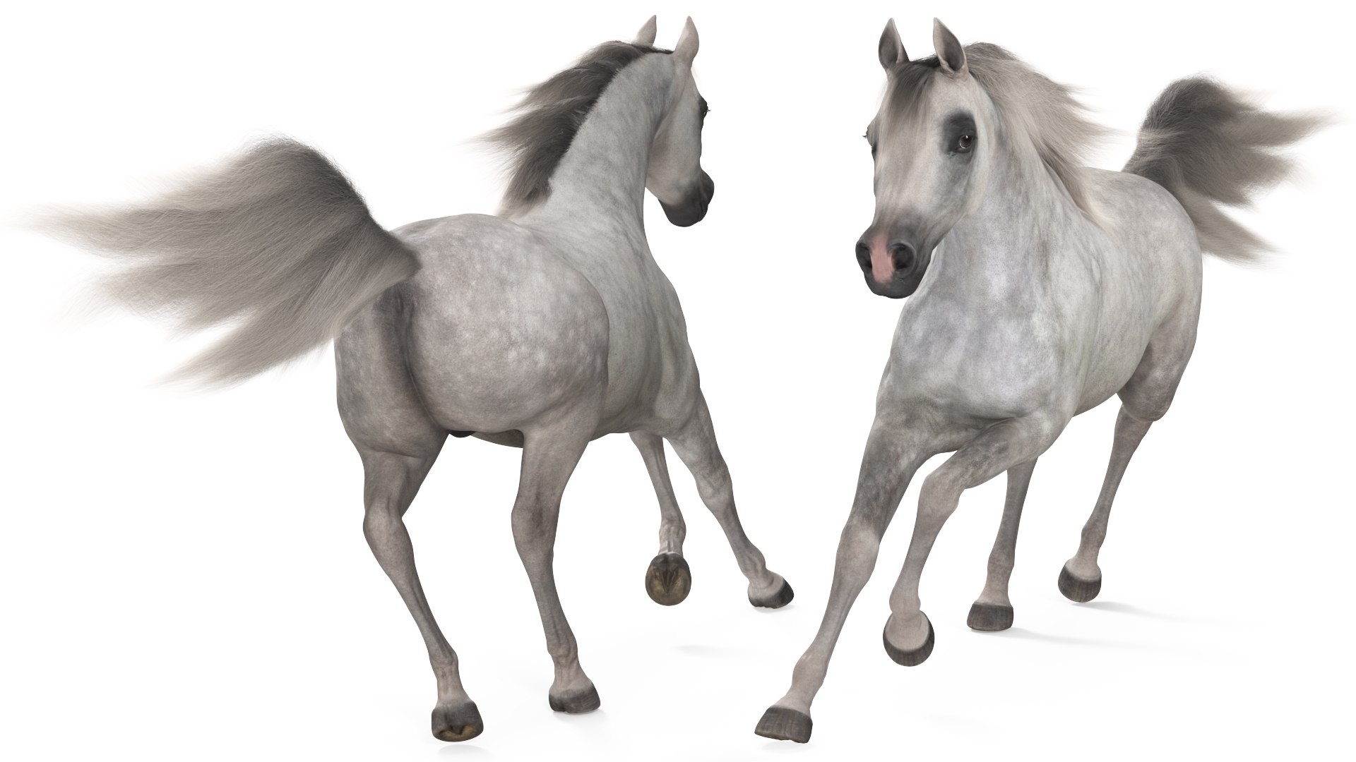Galloping Arabian Horse Gray Dappled Fur 3D - TurboSquid 2180064