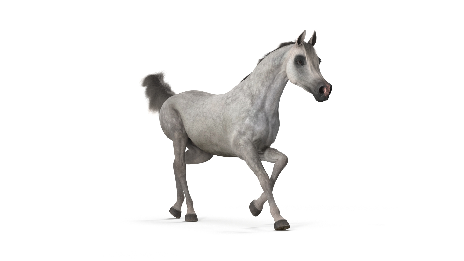 Galloping Arabian Horse Gray Dappled Fur 3D - TurboSquid 2180064