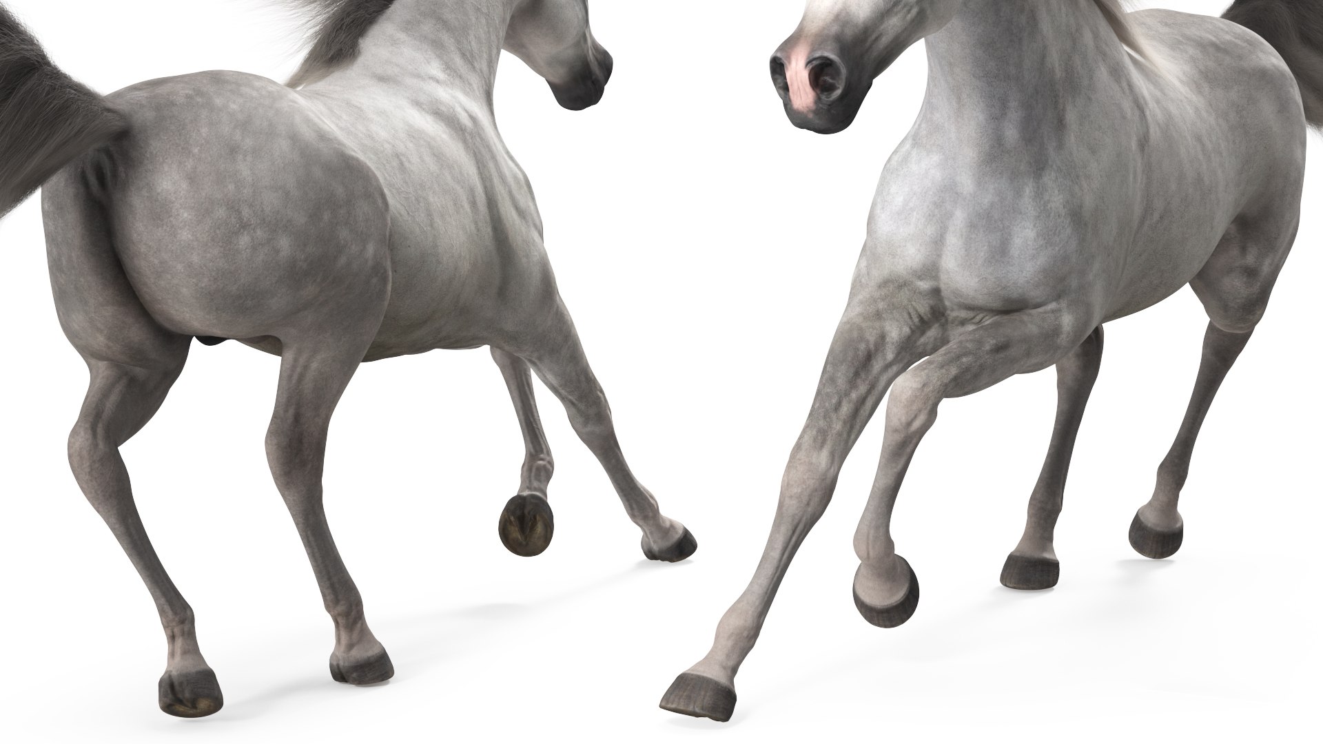 Galloping Arabian Horse Gray Dappled Fur 3D - TurboSquid 2180064