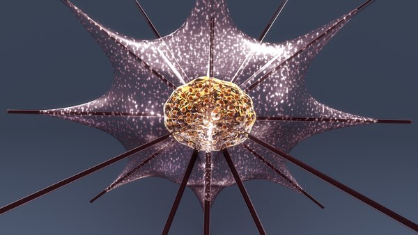 3d sycon calcareous sponges