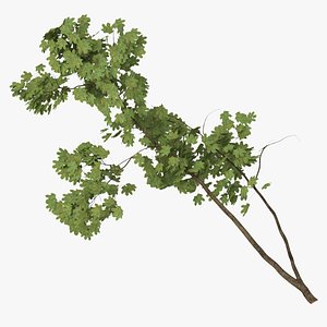 Free 3D Branch Models | TurboSquid