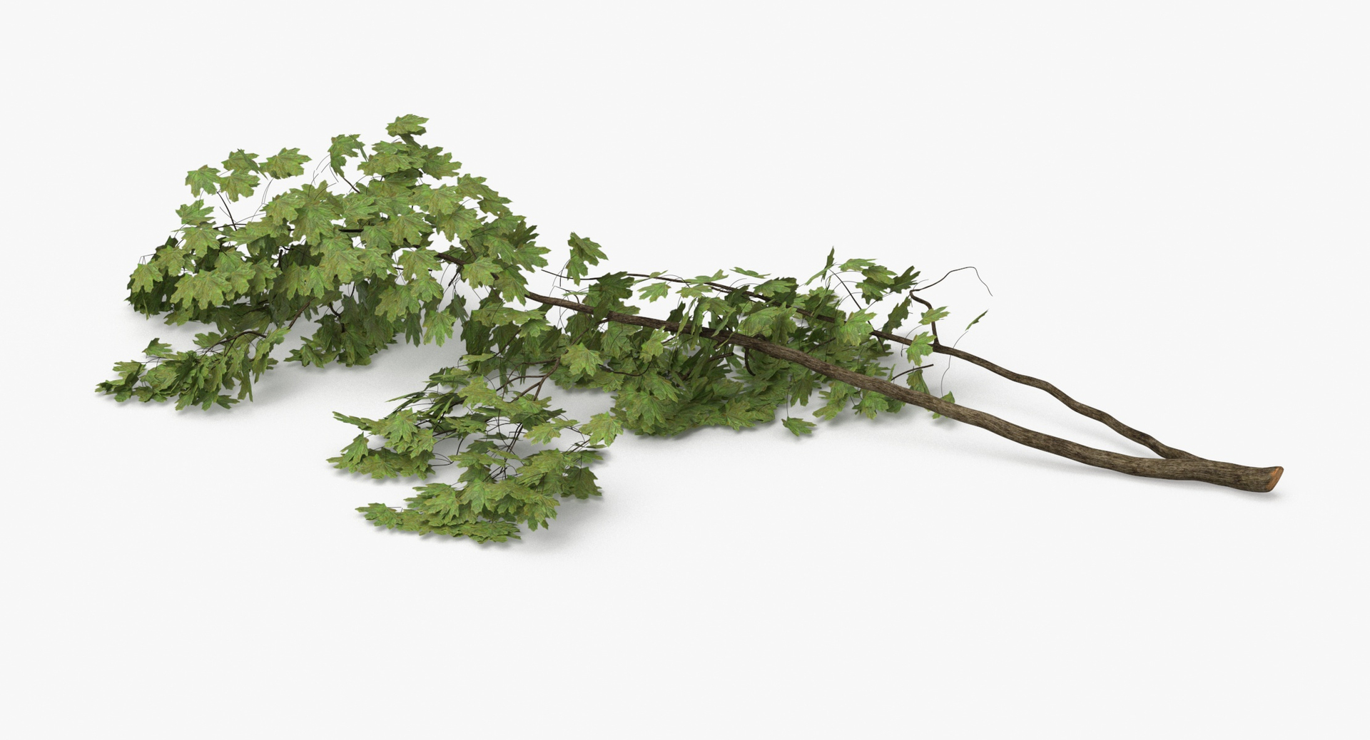 3D Branch 02 Model - TurboSquid 2027247