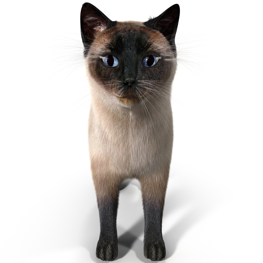 siamese cat rigged fur 3d model