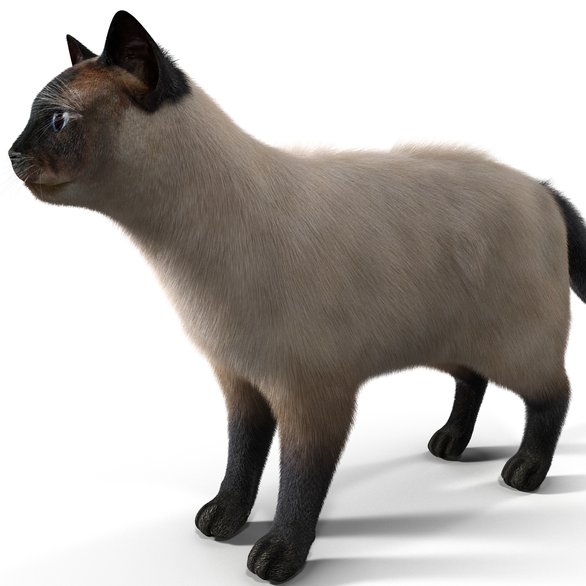 siamese cat rigged fur 3d model