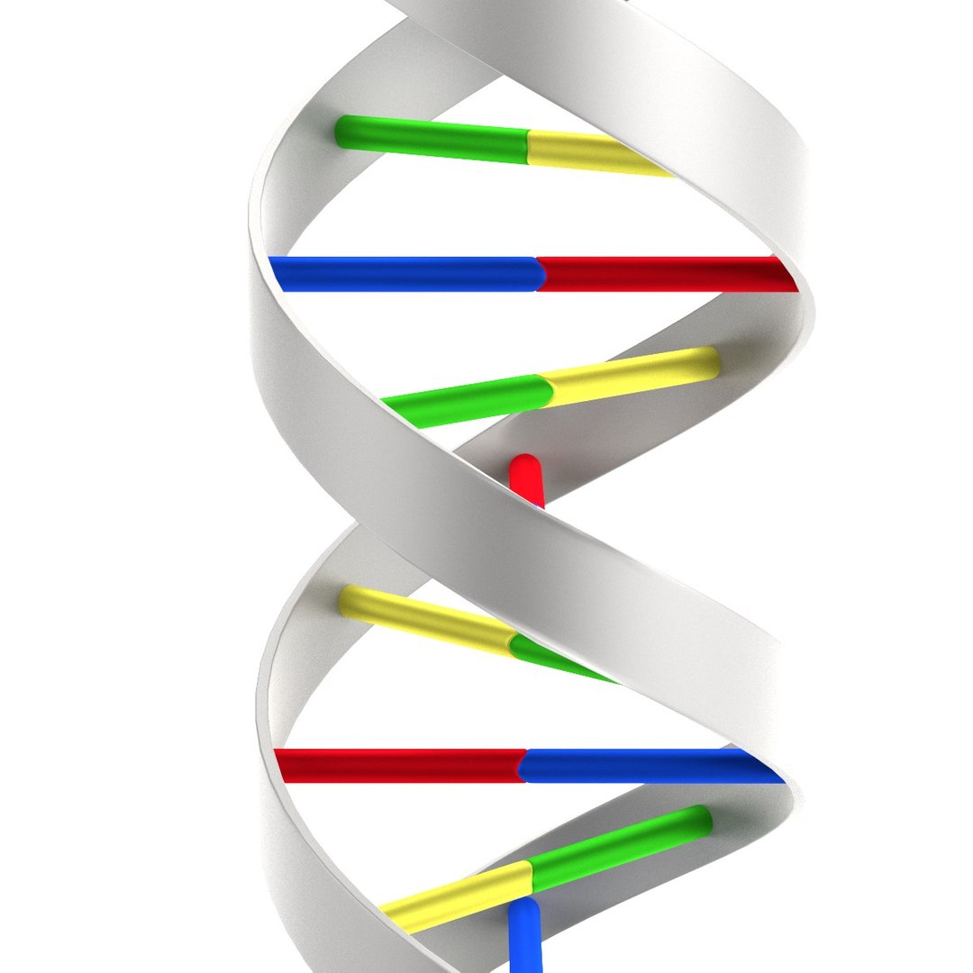 3d Model Of Dna