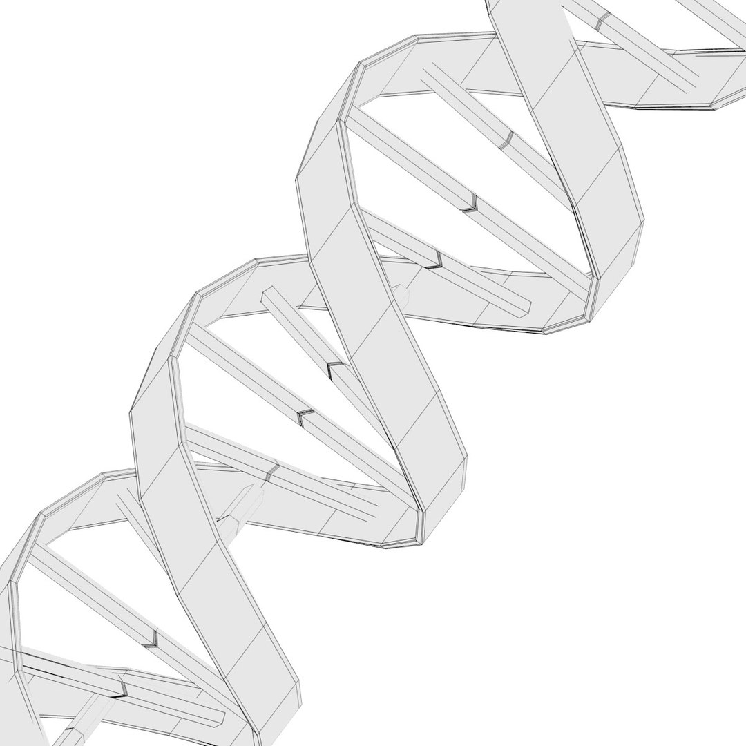 3d Model Of Dna