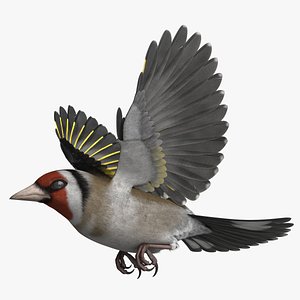 Finch 3D Models for Download | TurboSquid