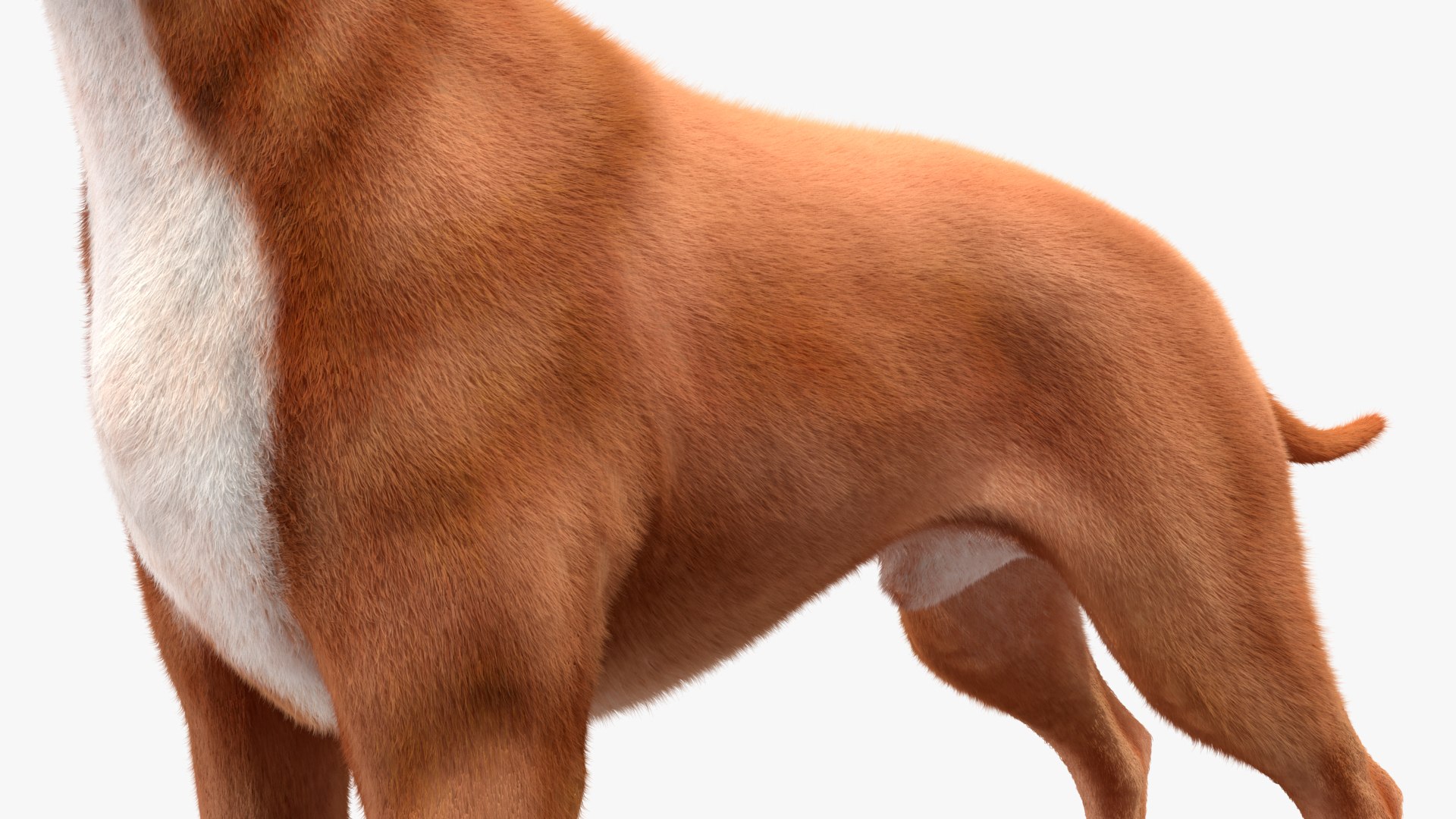 3D Boxer Dog Fur Model - TurboSquid 2250598