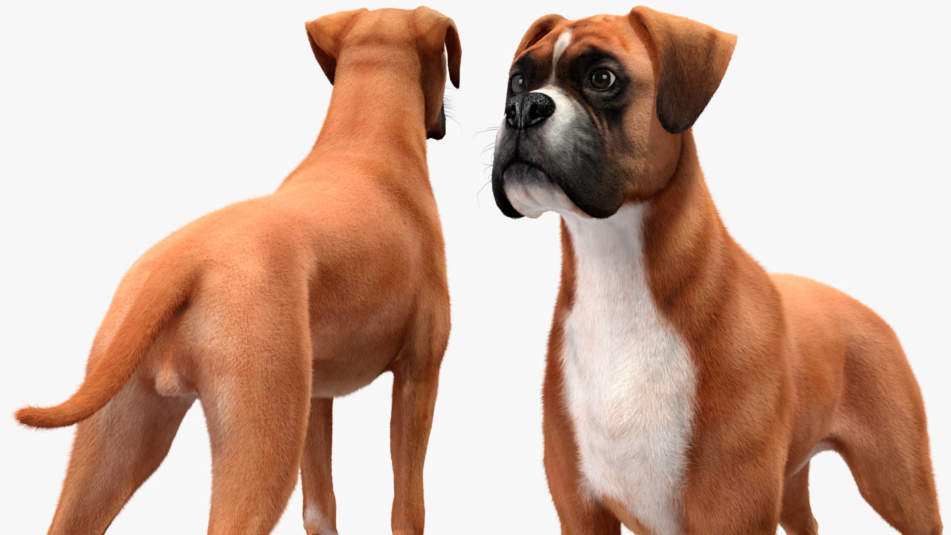 3D Boxer Dog Fur Model - TurboSquid 2250598