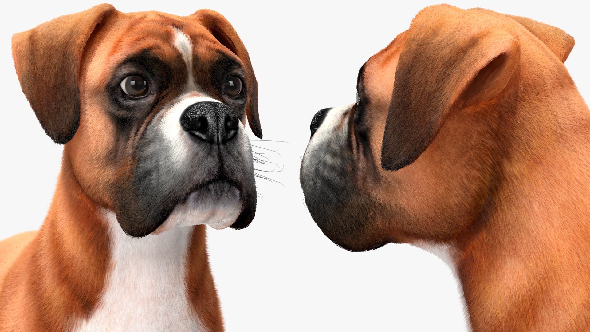3D Boxer Dog Fur Model - TurboSquid 2250598