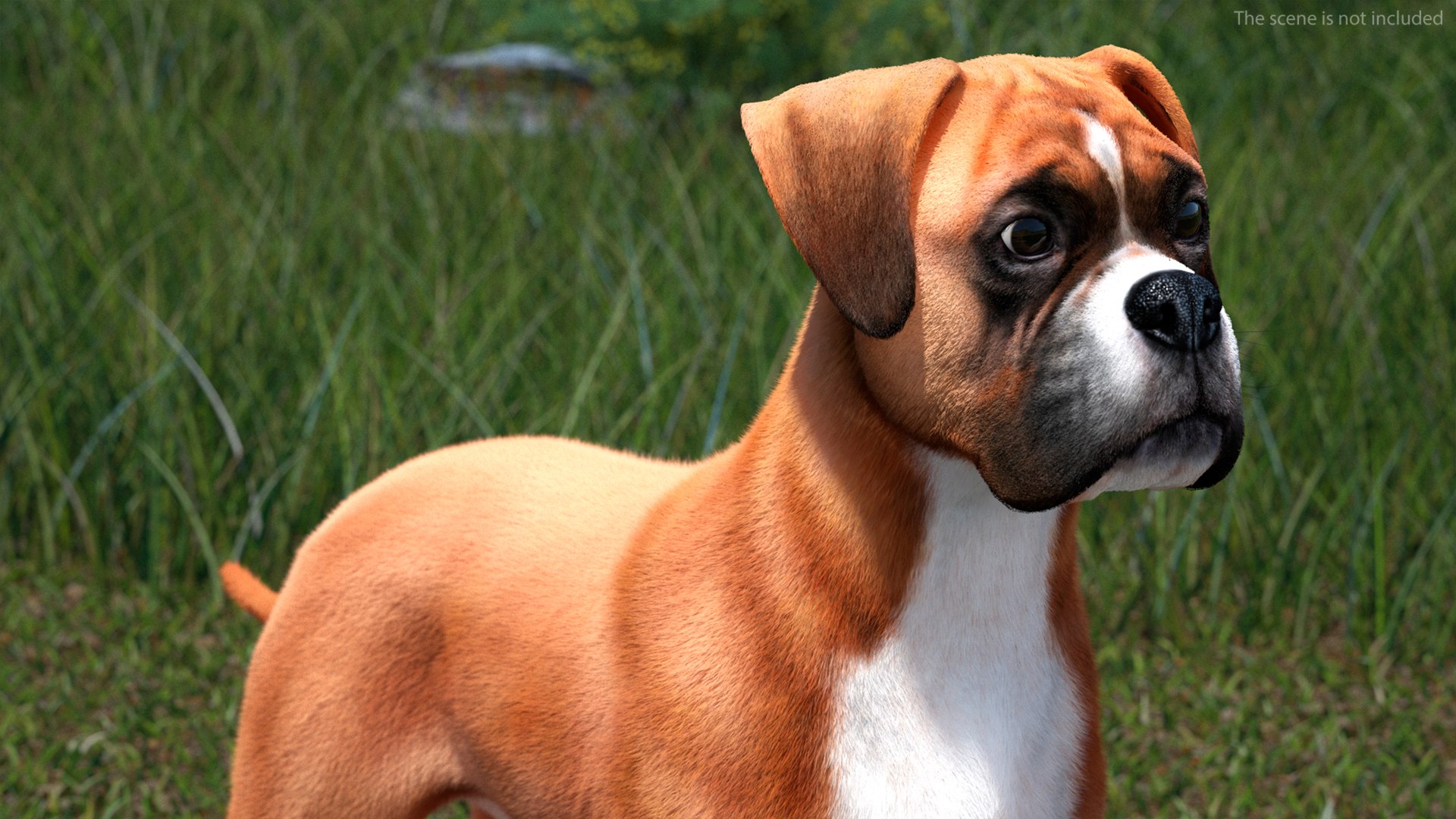 3D Boxer Dog Fur Model - TurboSquid 2250598
