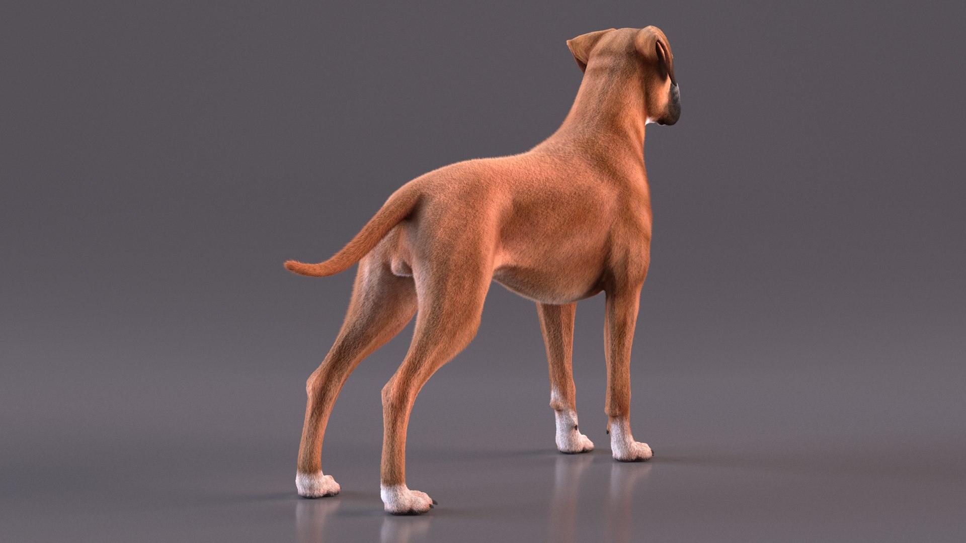3D Boxer Dog Fur Model - TurboSquid 2250598