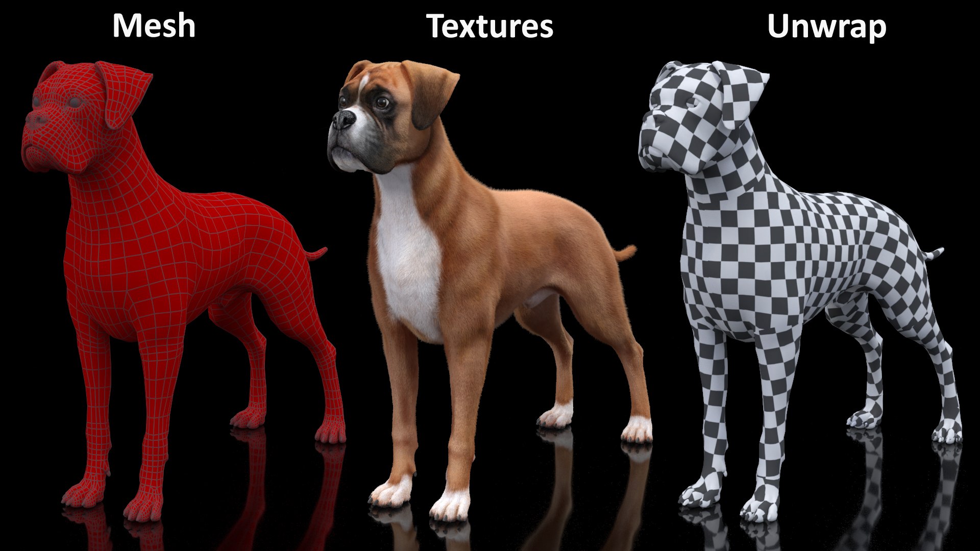 3D Boxer Dog Fur Model - TurboSquid 2250598