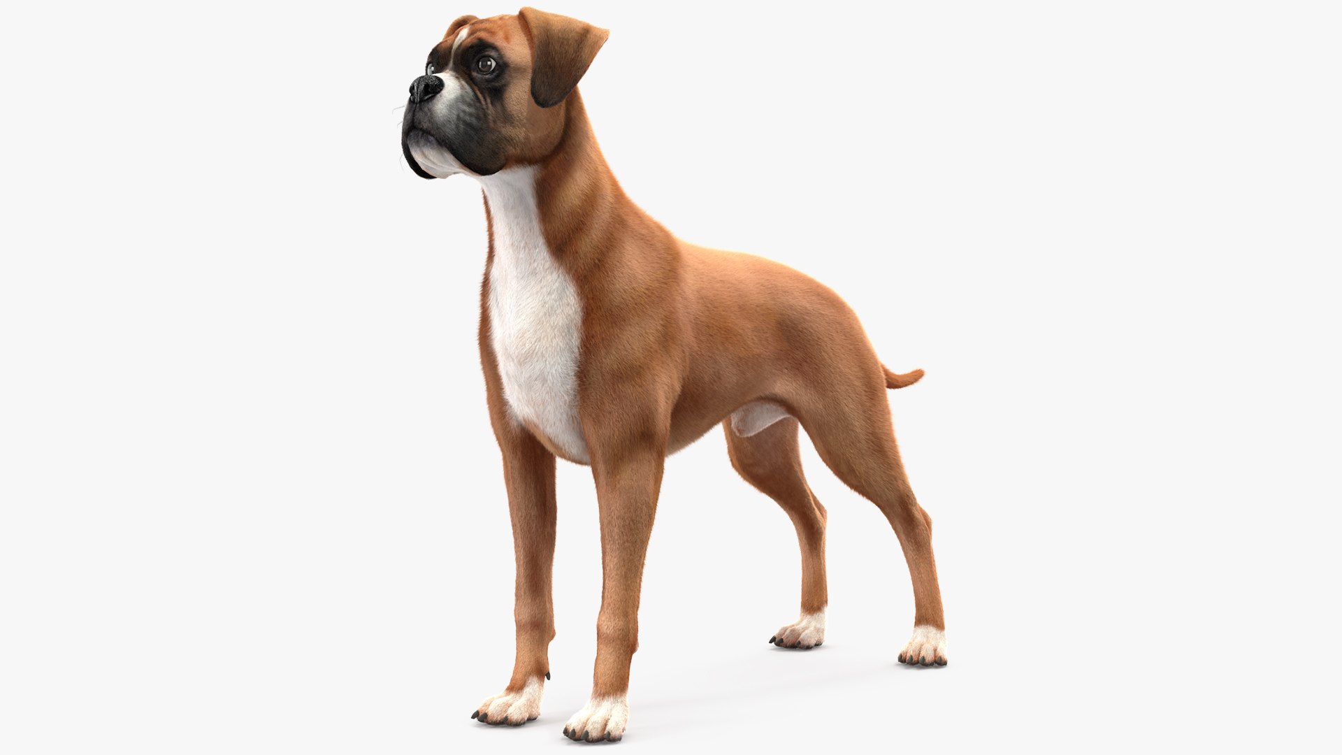 3D Boxer Dog Fur Model - TurboSquid 2250598
