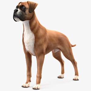 3D Animal Boxer Models - Browse & Download Formats - TurboSquid