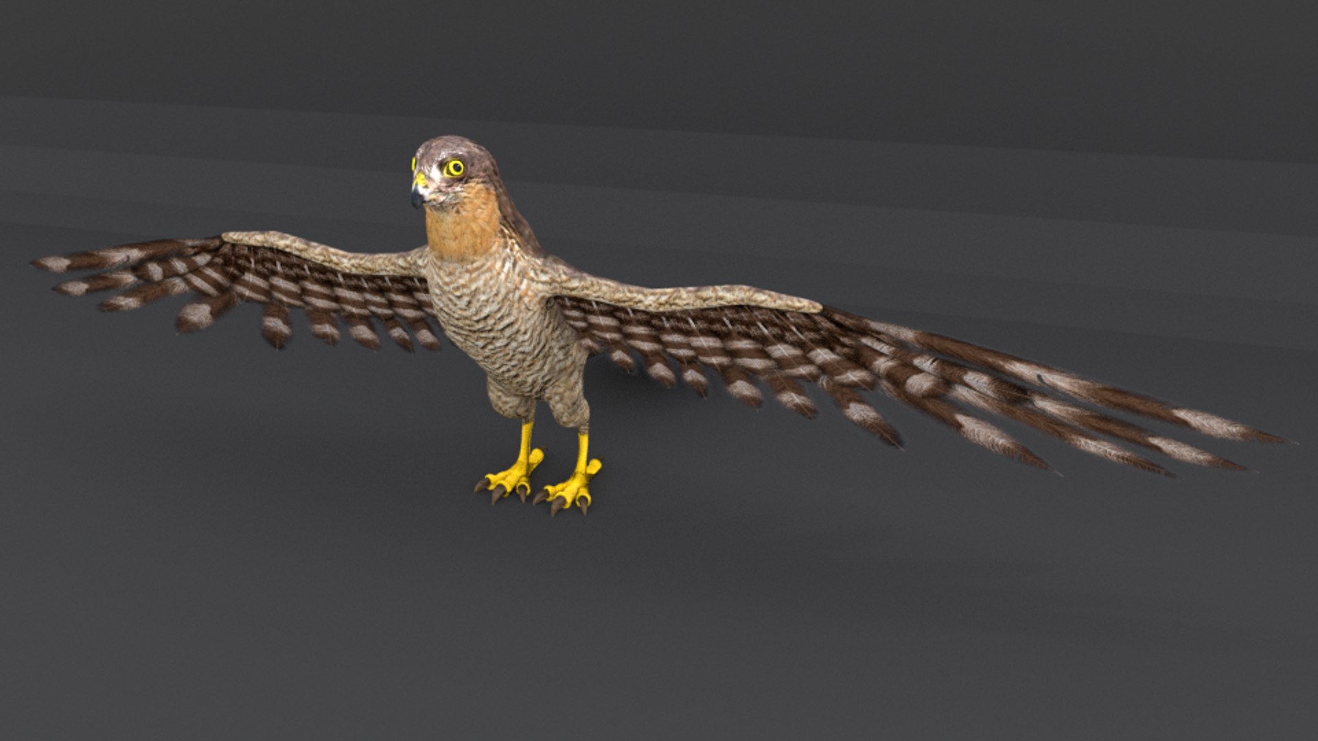 3D Model Hawk - TurboSquid 1316786