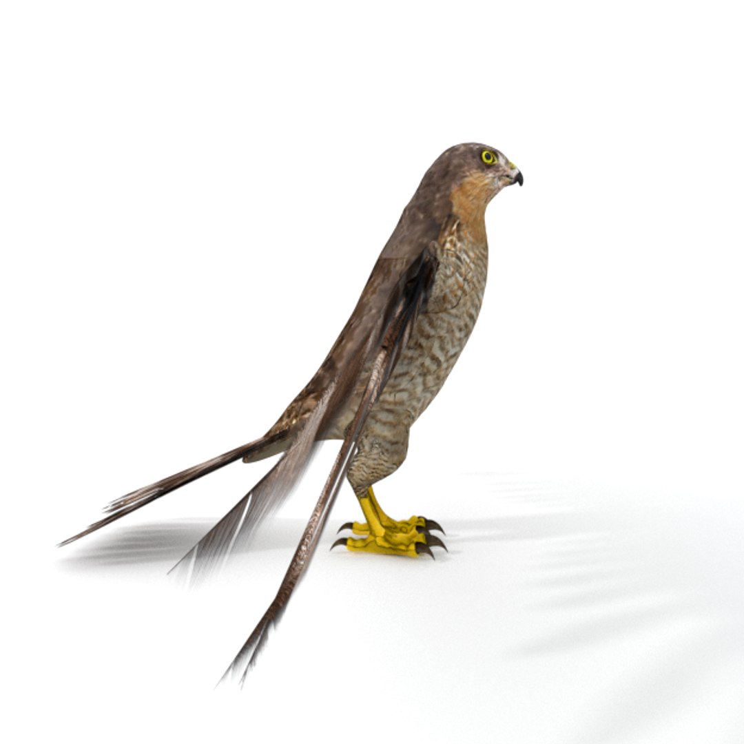 3D Model Hawk - TurboSquid 1316786