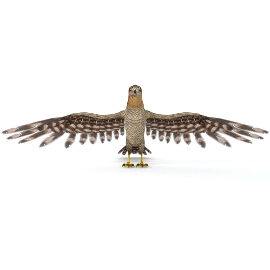 3D Model Hawk - TurboSquid 1316786