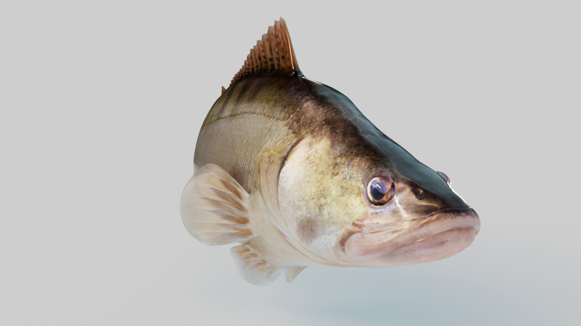 Zander Animated 3D Model - TurboSquid 2400936