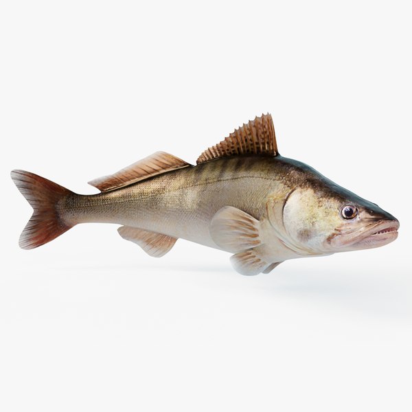 modelo 3d Zander animado - TurboSquid 2400936