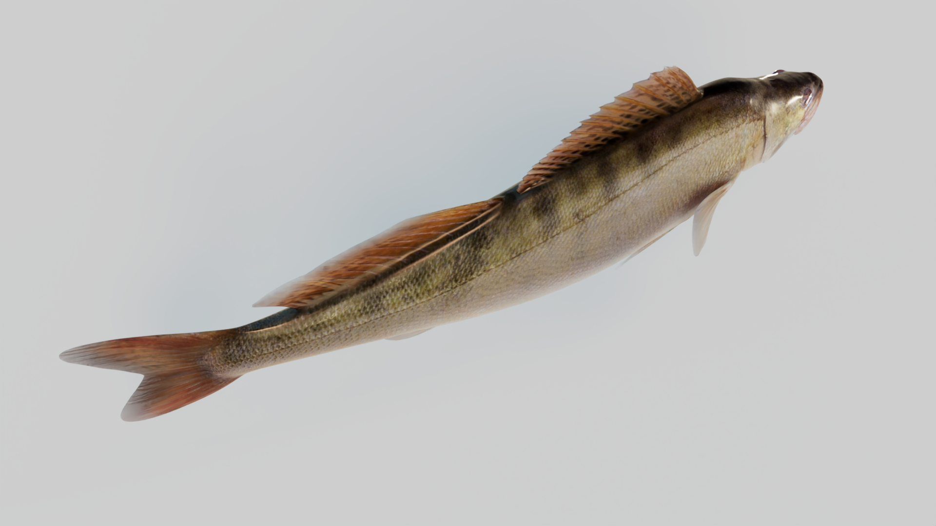 Zander Animated 3D Model - TurboSquid 2400936