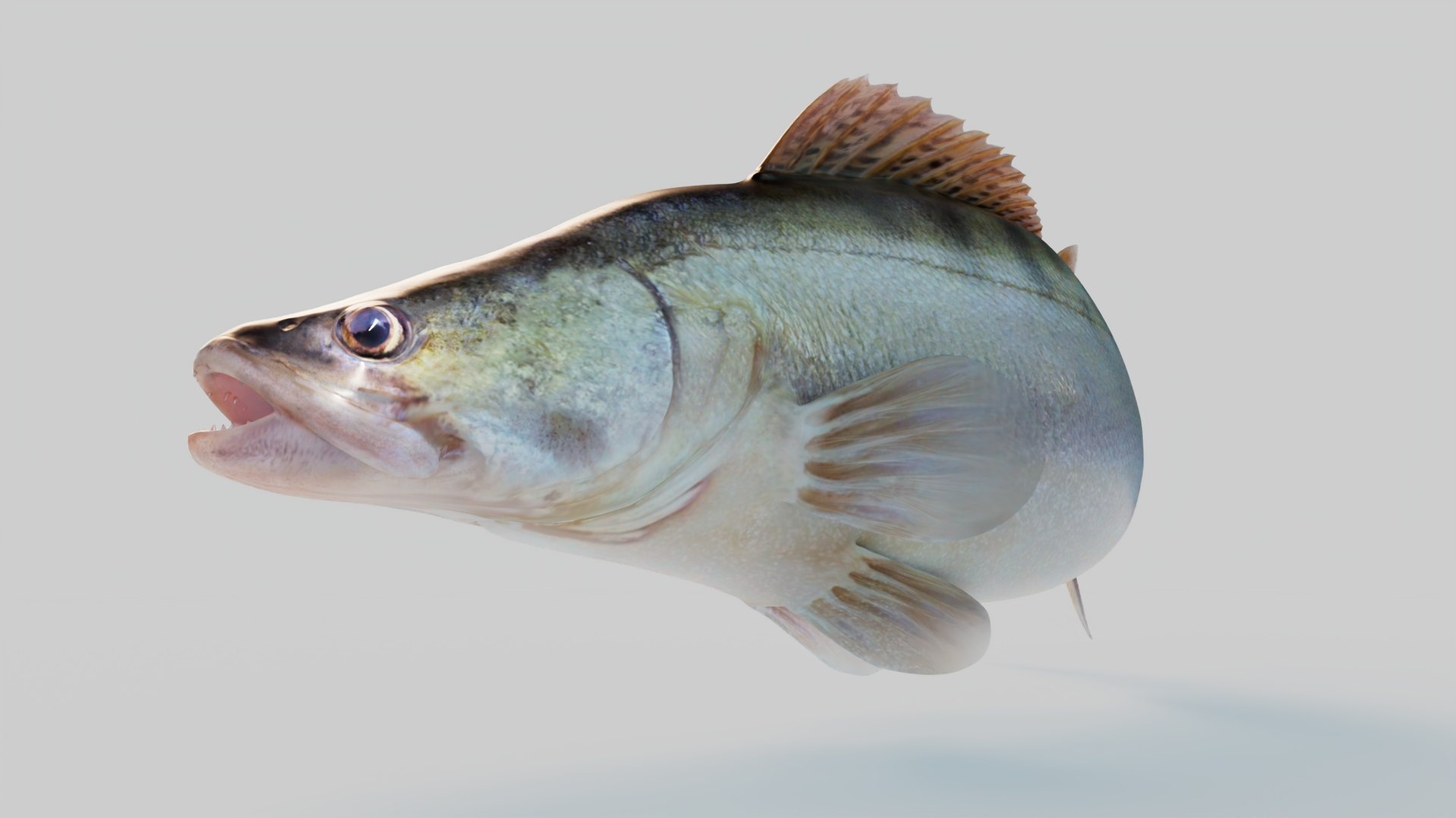 Zander Animated 3D Model - TurboSquid 2400936