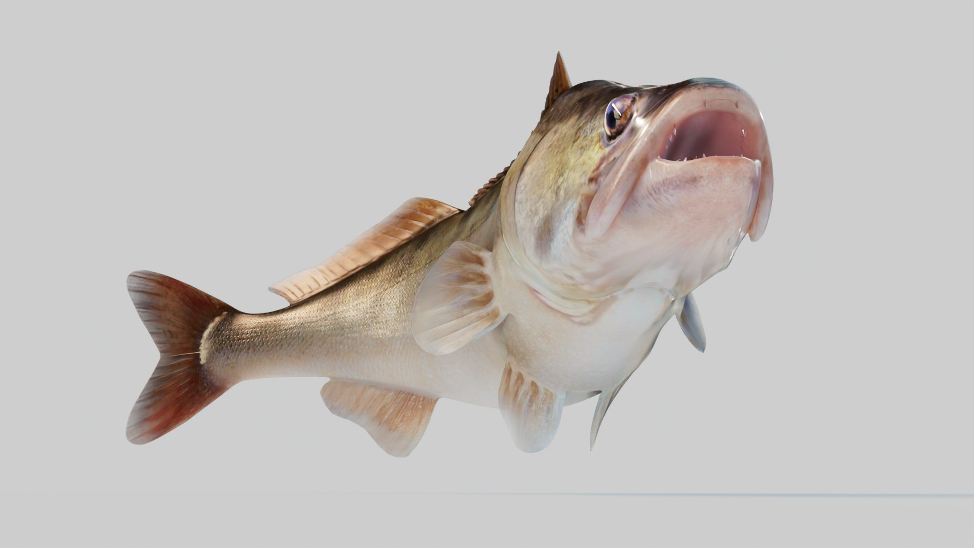 Zander Animated 3D Model - TurboSquid 2400936