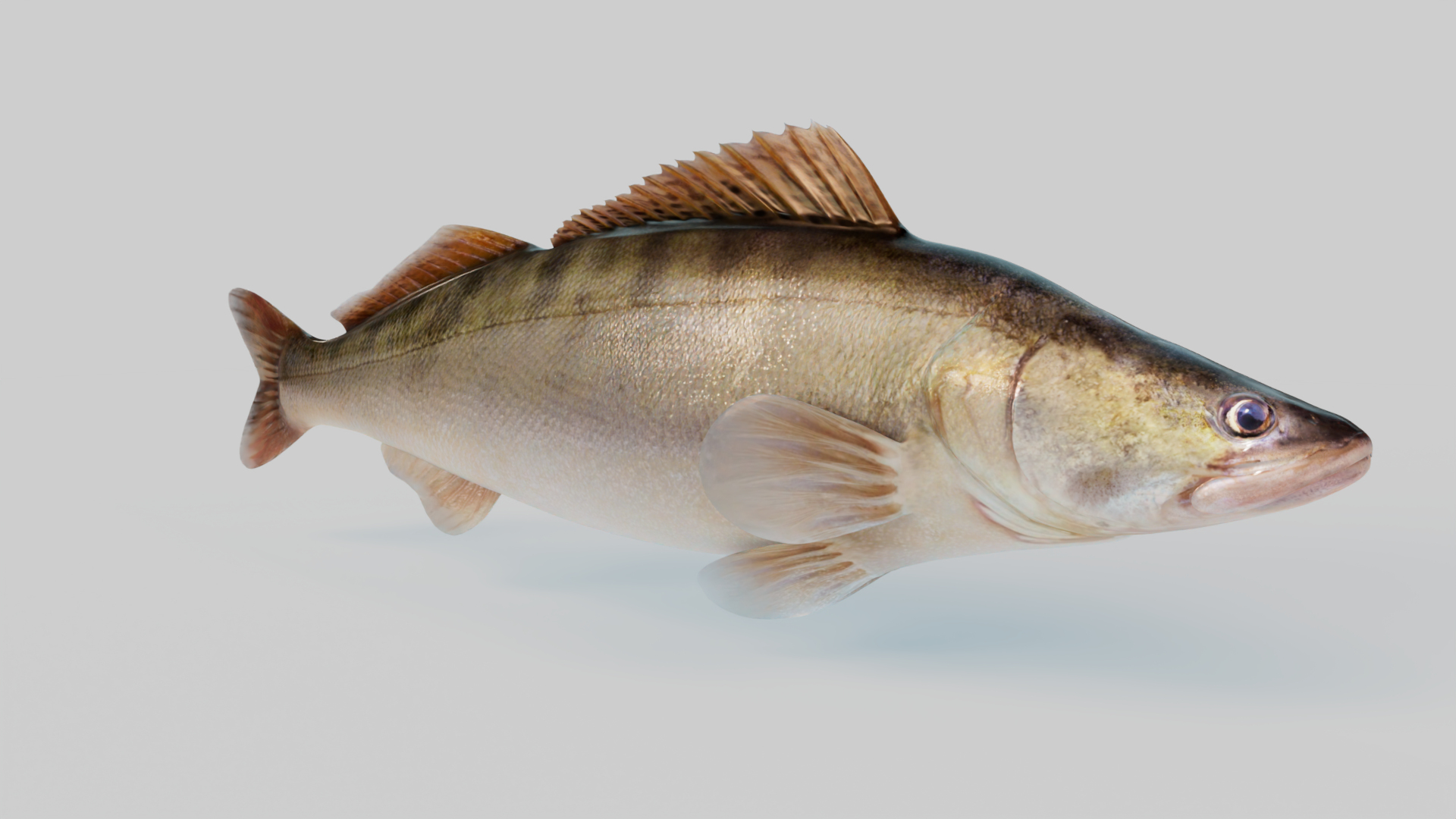 Zander Animated 3D Model - TurboSquid 2400936