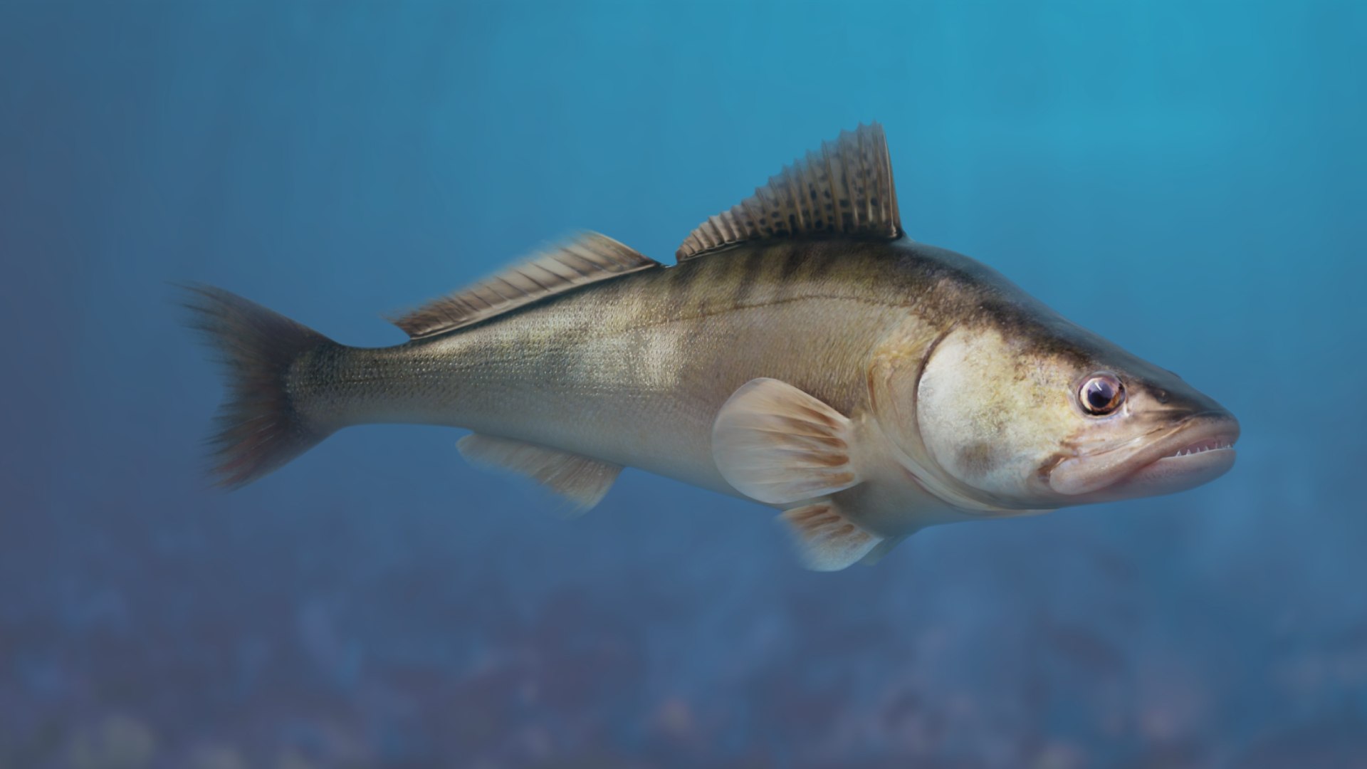 Zander Animated 3D Model - TurboSquid 2400936