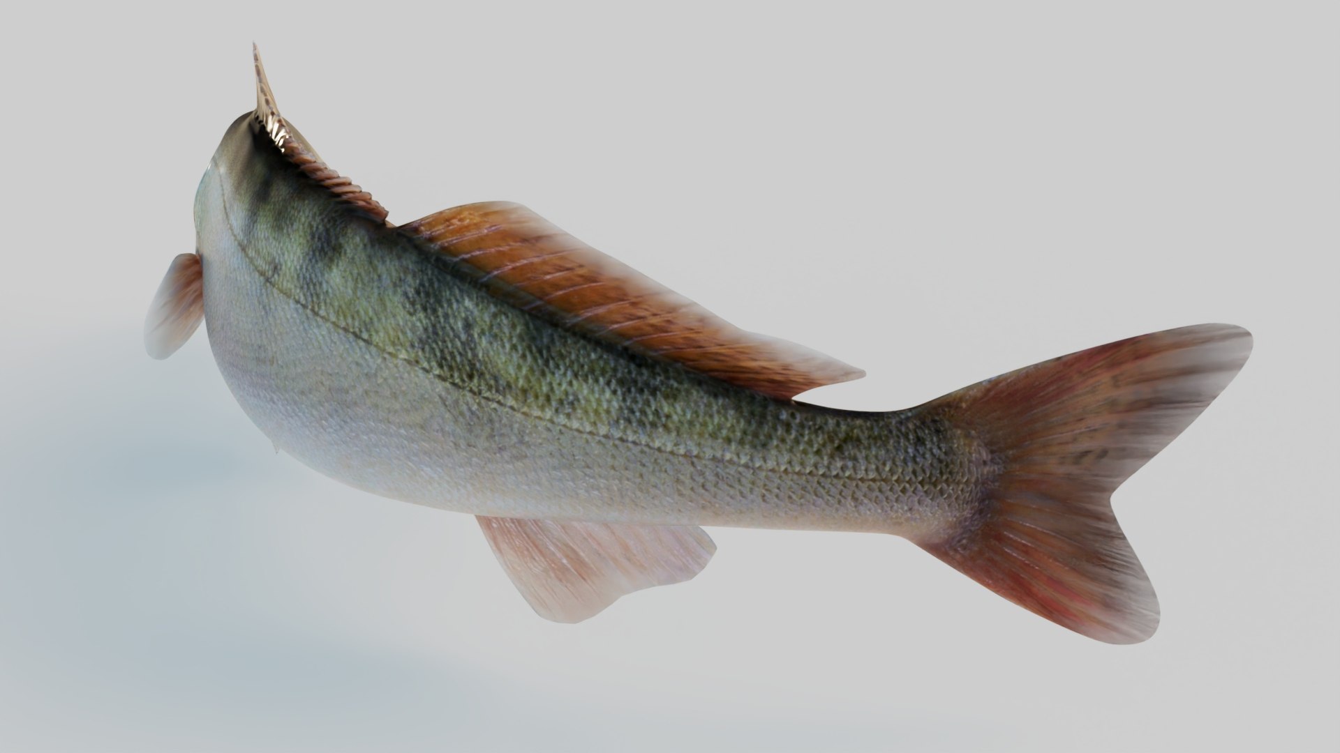 Zander Animated 3D Model - TurboSquid 2400936