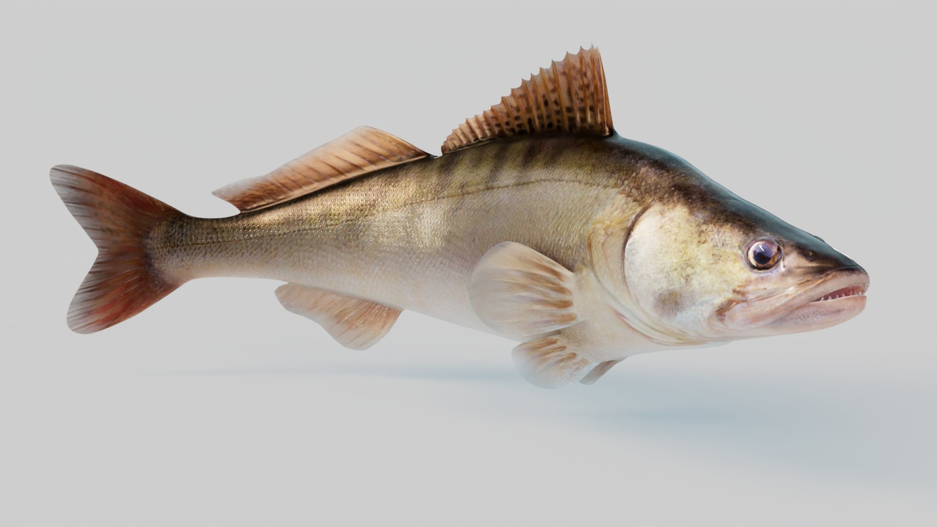 Zander Animated 3D Model - TurboSquid 2400936