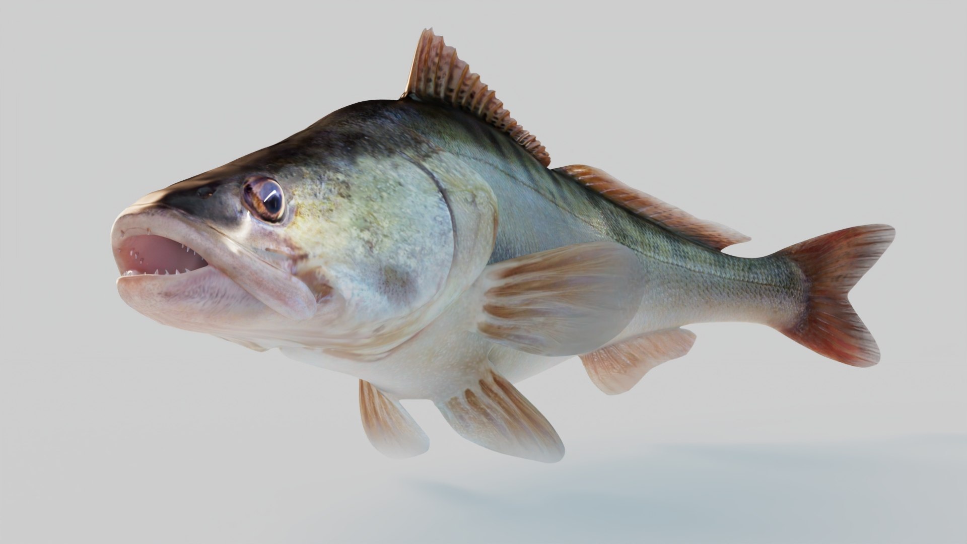 Zander Animated 3D Model - TurboSquid 2400936