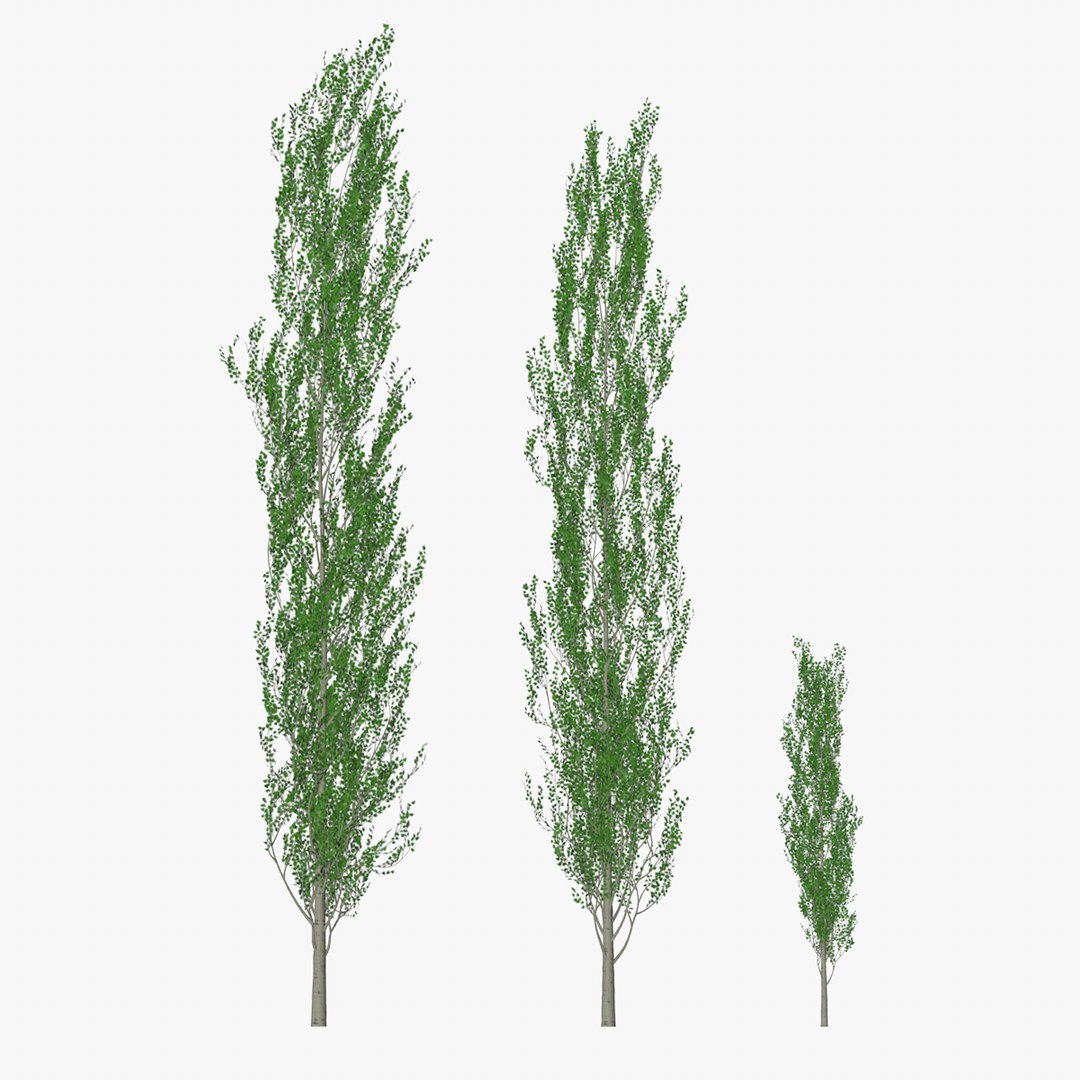 Poplar Tree 3D - TurboSquid 1749548