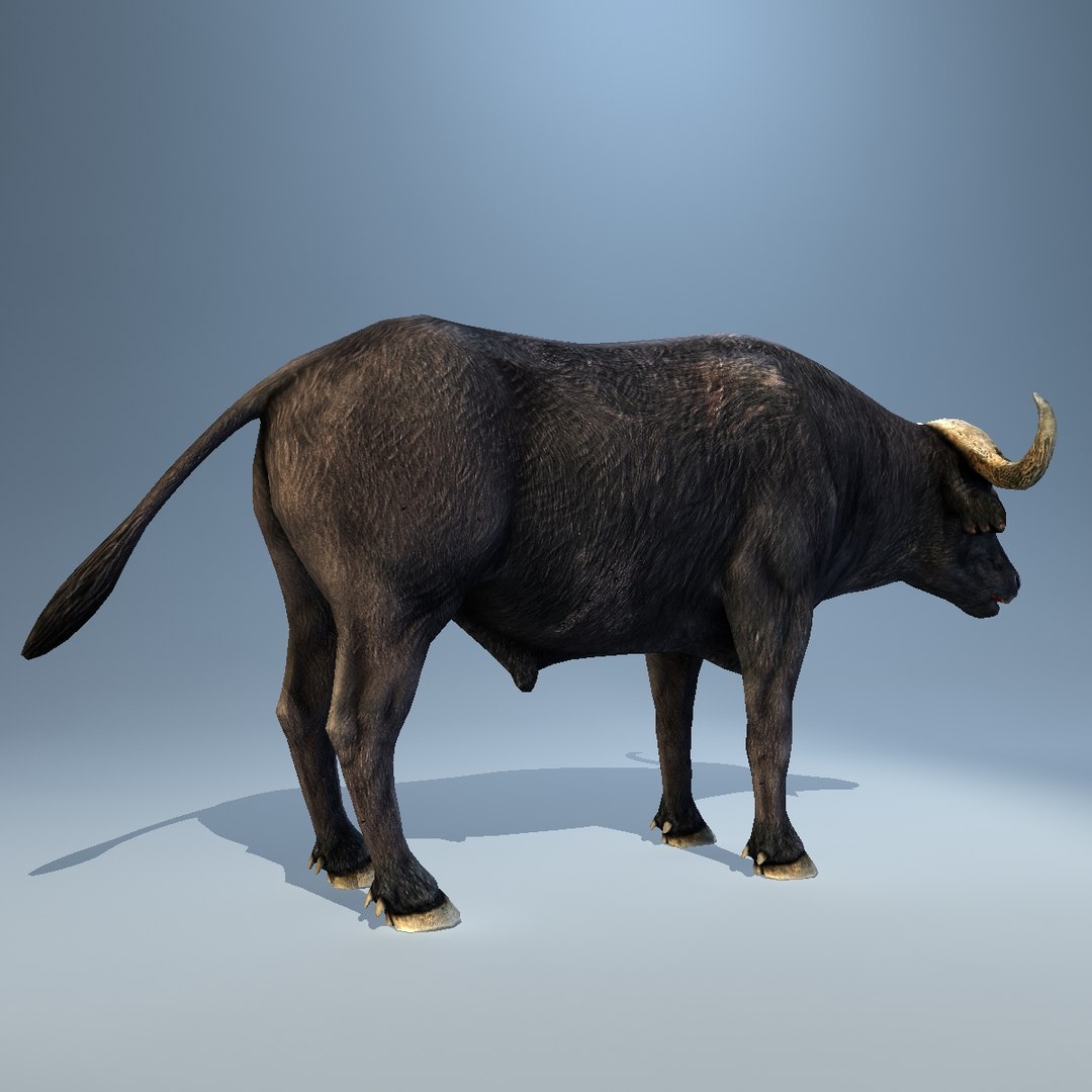 Cape Buffalo 3d Model