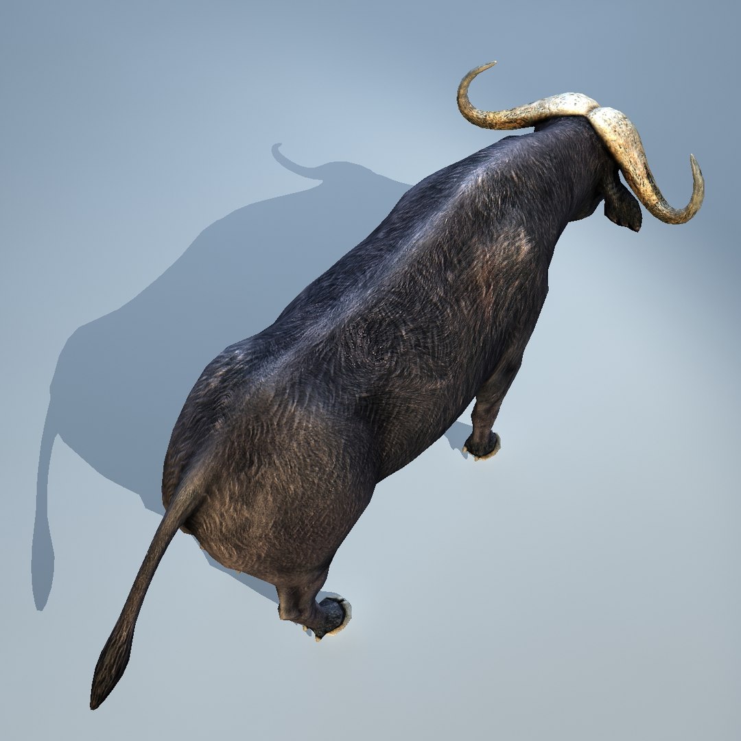Cape Buffalo 3d Model