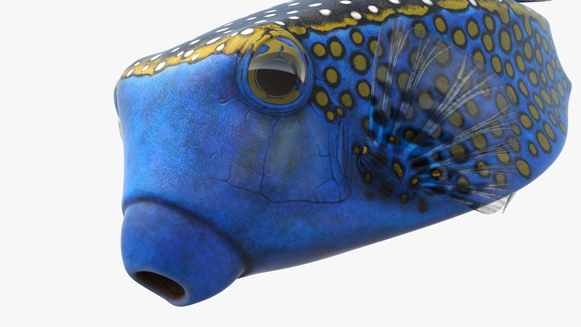 Blue Spotted Boxfish Model - TurboSquid 2307835