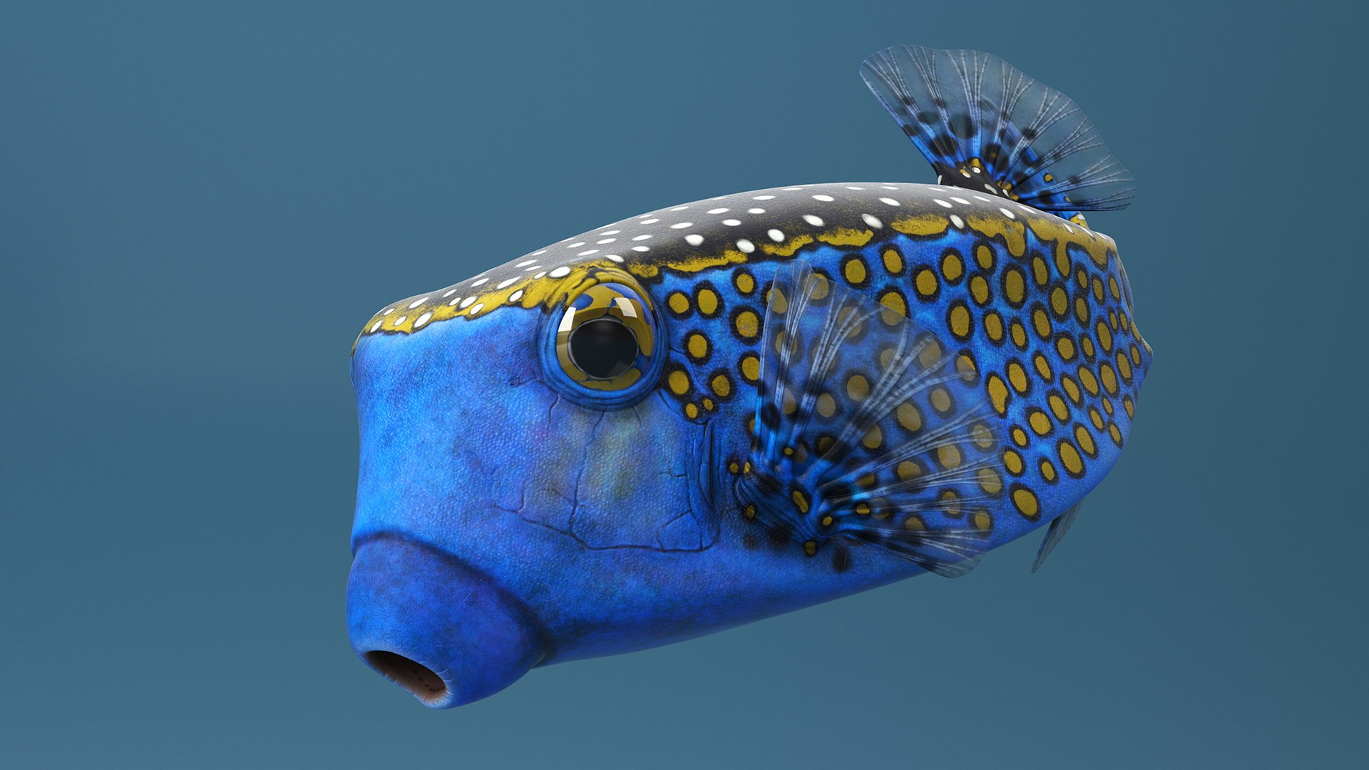 Blue Spotted Boxfish Model - TurboSquid 2307835