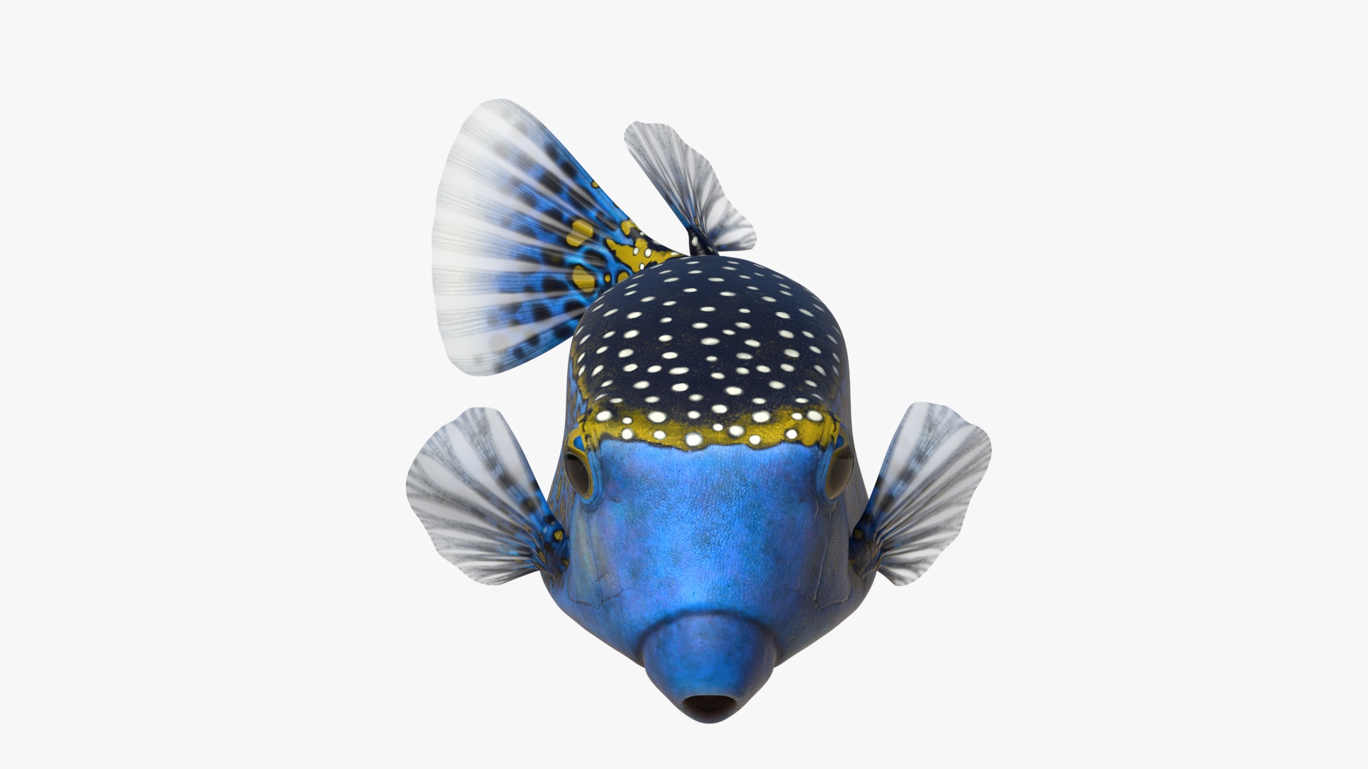 Blue Spotted Boxfish Model - TurboSquid 2307835
