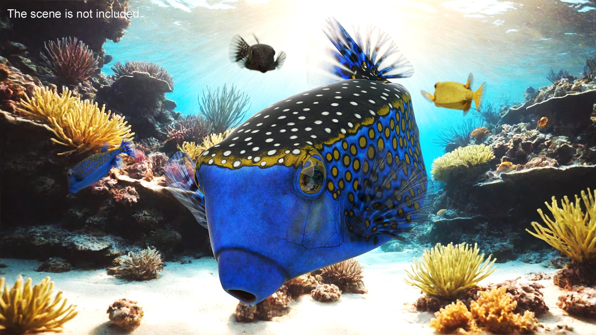 Blue Spotted Boxfish Model - TurboSquid 2307835