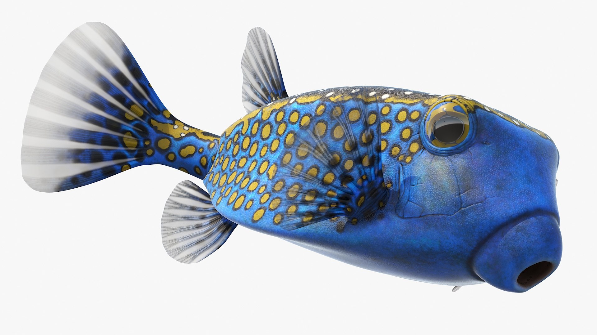 Blue Spotted Boxfish Model - TurboSquid 2307835