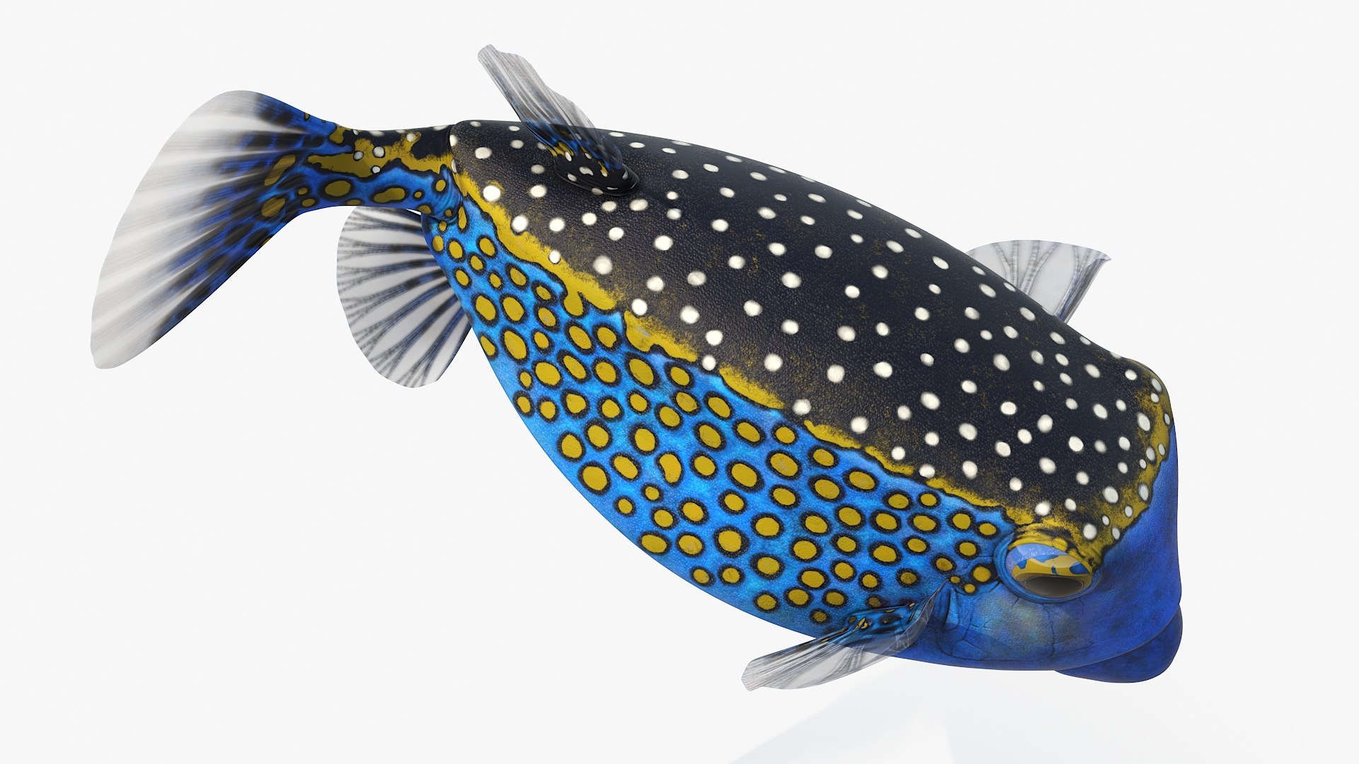 Blue Spotted Boxfish Model - TurboSquid 2307835