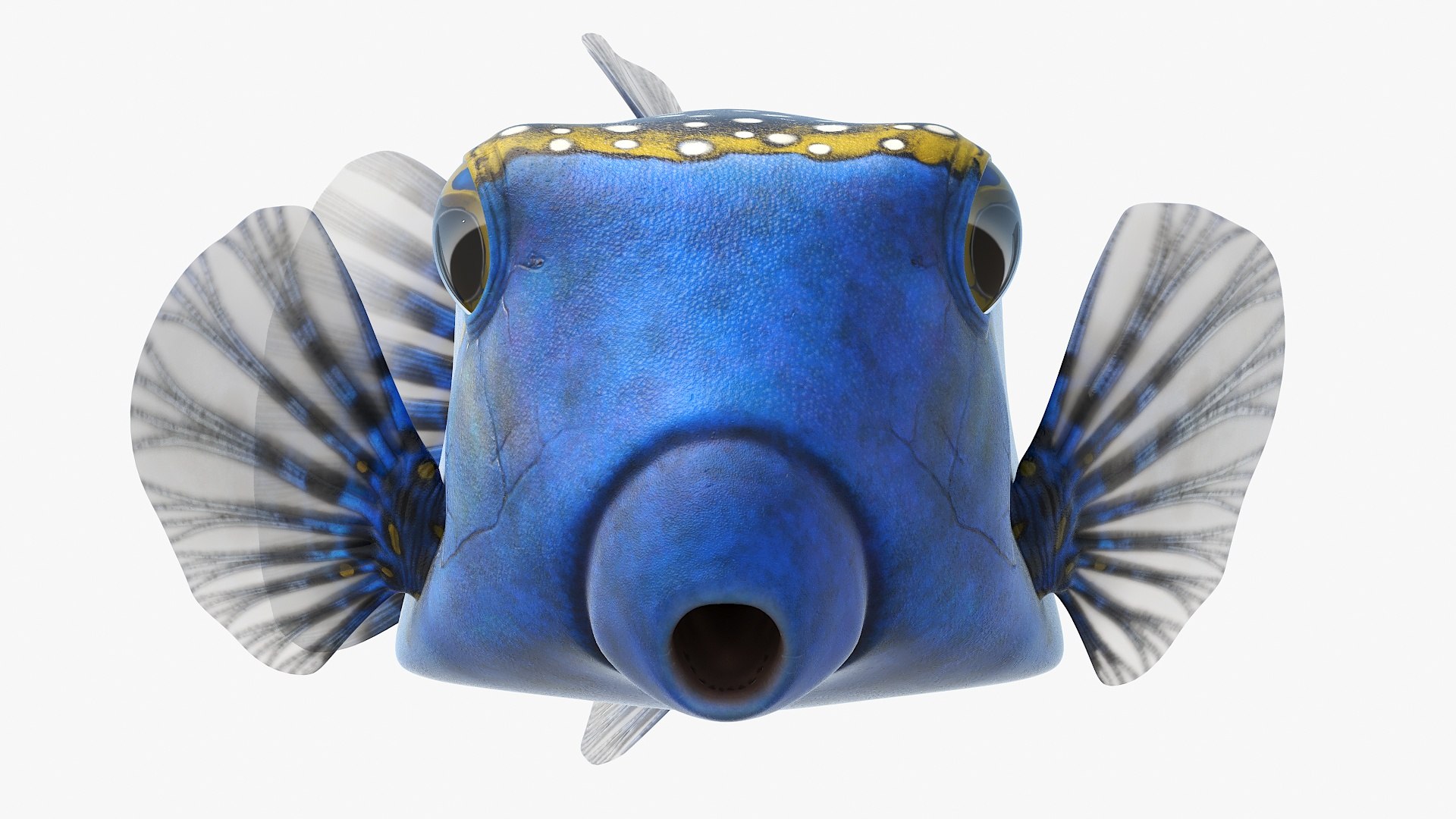 Blue Spotted Boxfish Model - TurboSquid 2307835