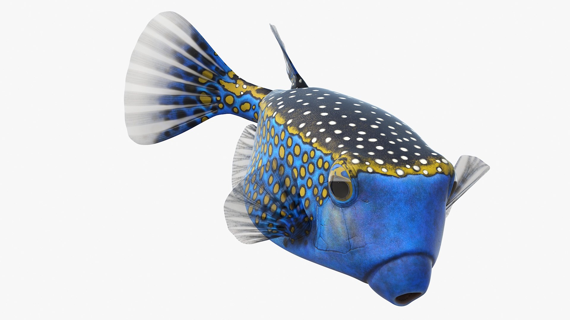 Blue Spotted Boxfish Model - TurboSquid 2307835