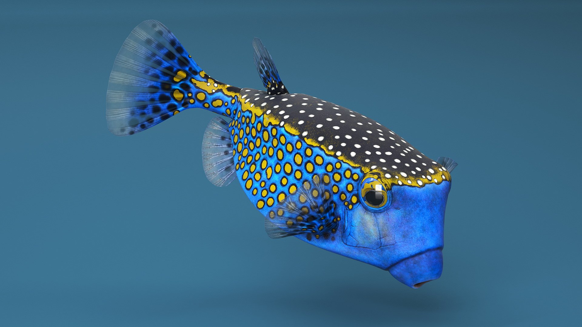 Blue Spotted Boxfish Model - TurboSquid 2307835