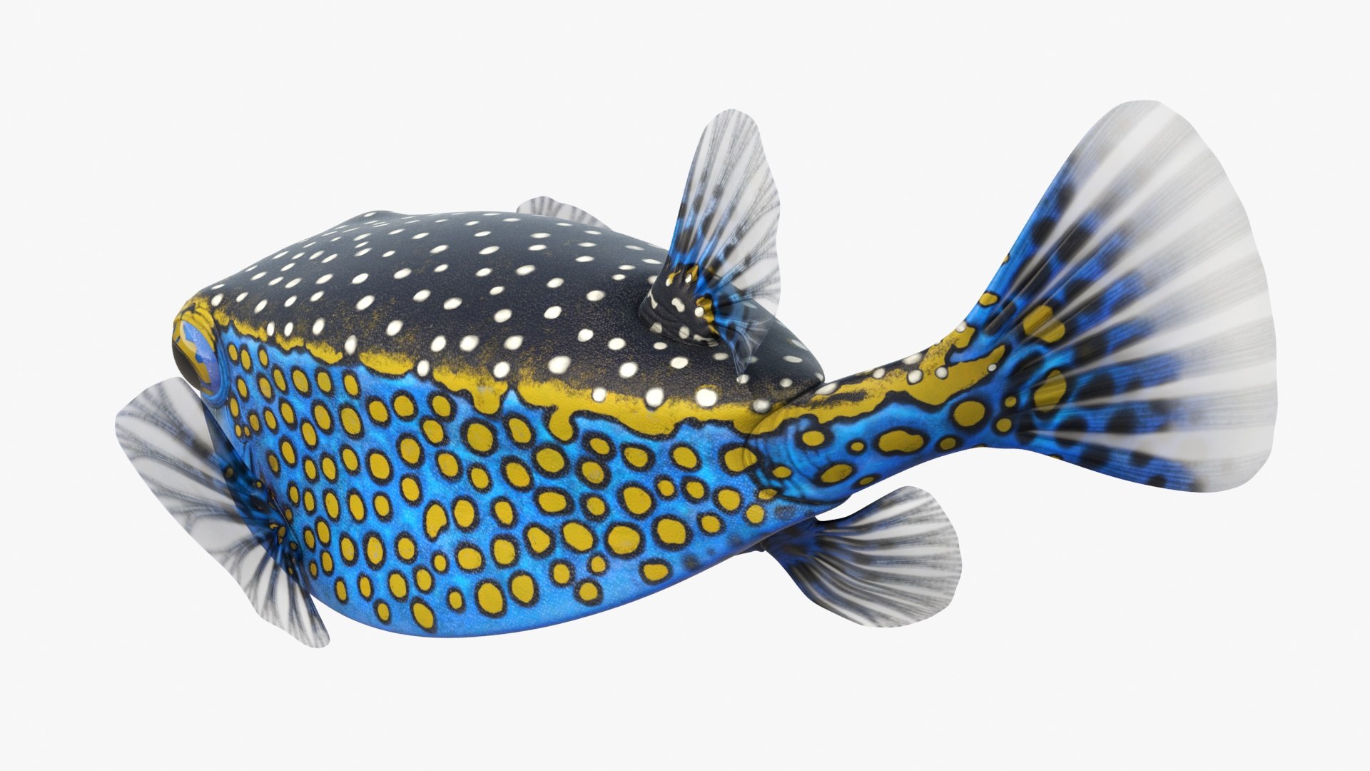Blue Spotted Boxfish Model - TurboSquid 2307835