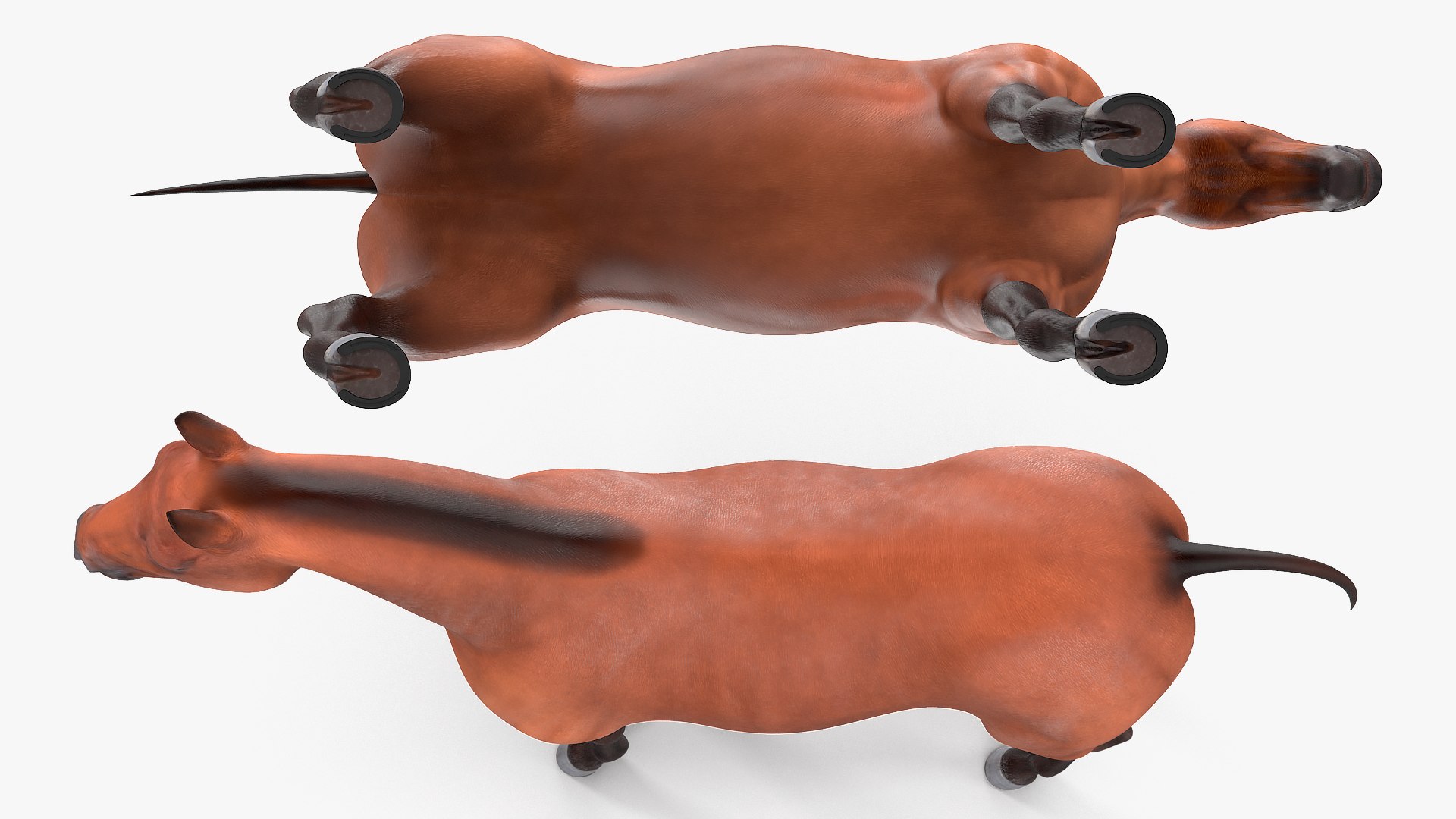 Horse Skeleton Rigged 3D Model - TurboSquid 1583165