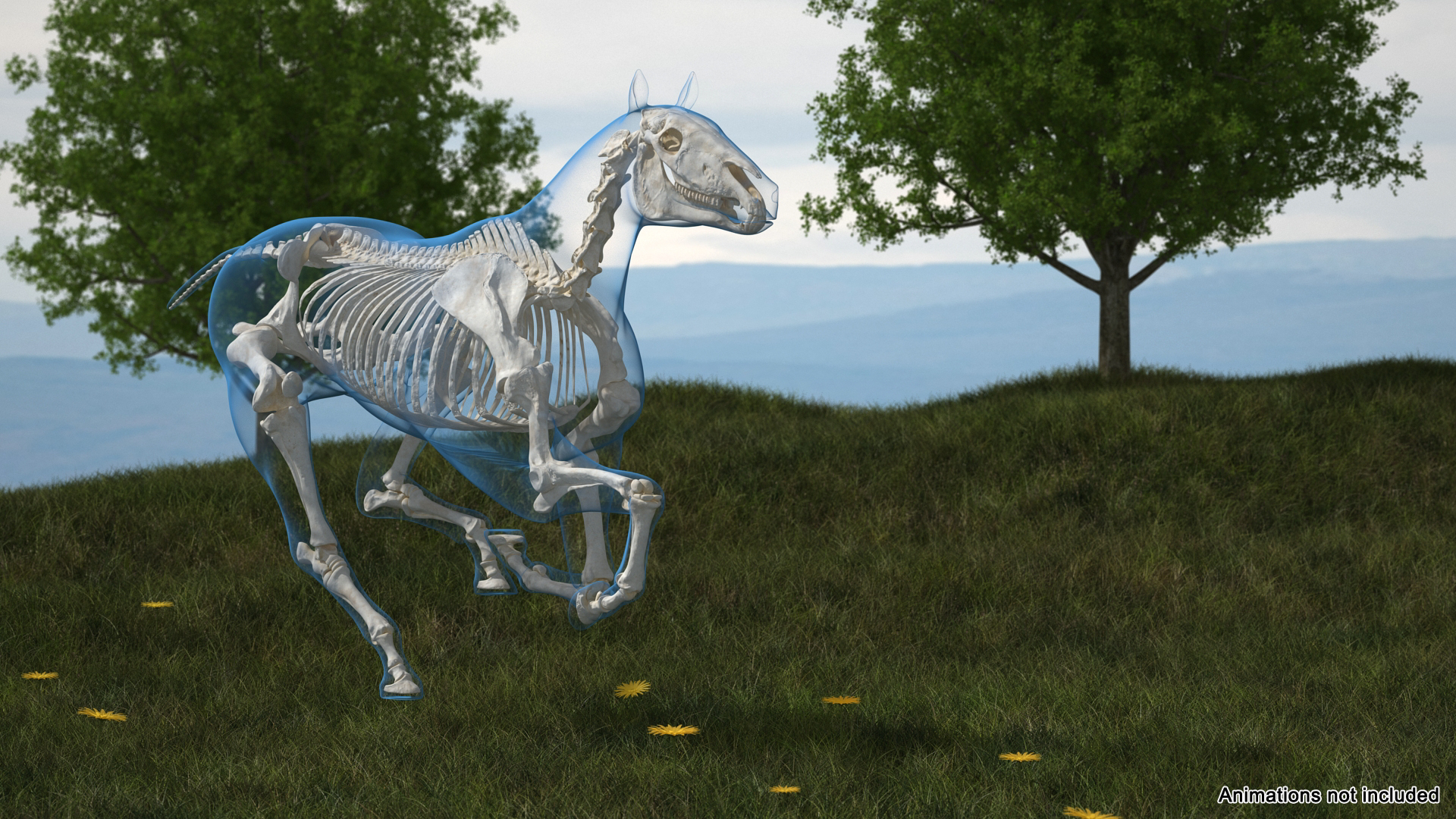 Horse Skeleton Rigged 3D Model - TurboSquid 1583165