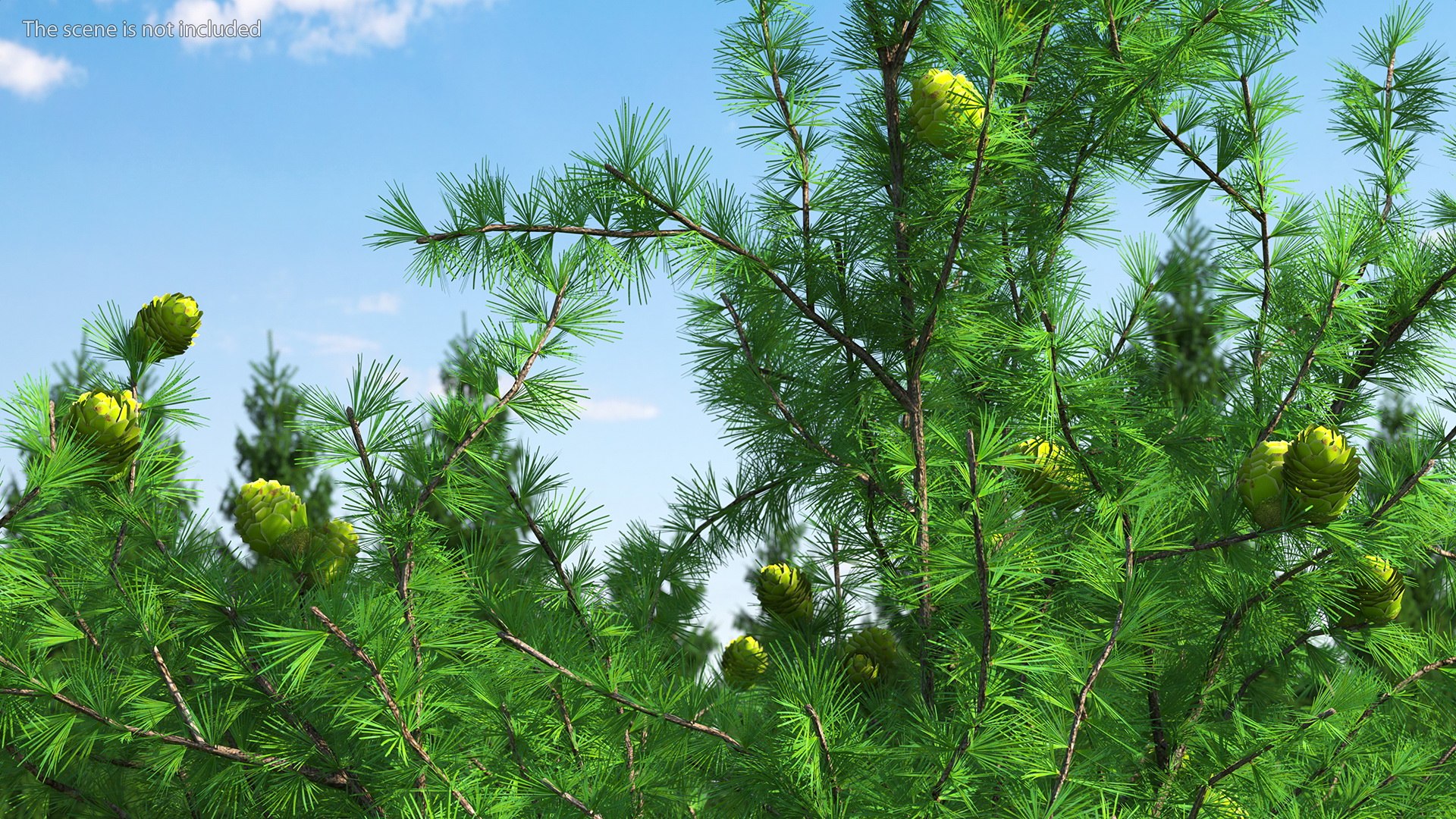 3D Green Japanese Larch Tree with Cones model - TurboSquid 1860959